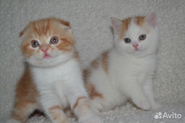 Шотландские котята+видео