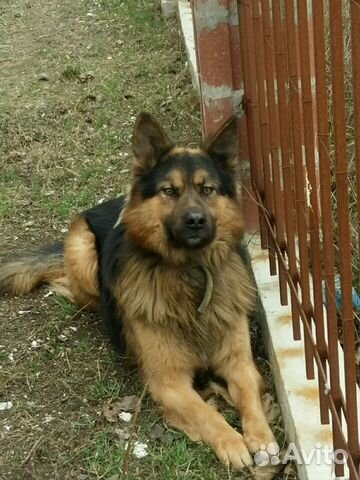 Вязка (кабель немецкой овчарки)