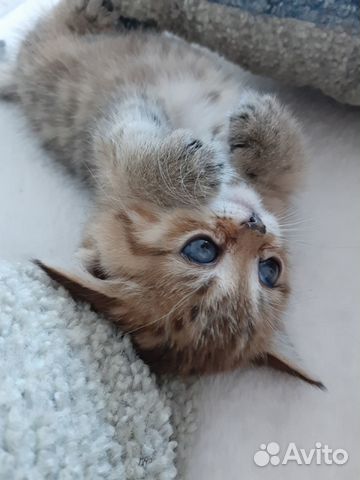 Шотландский котенок