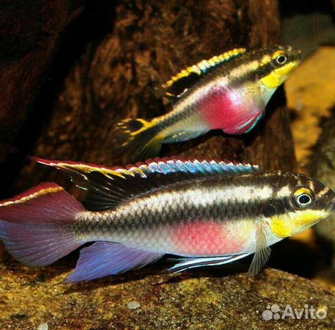 Пара пельвикахромисов