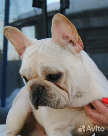 Красавчик для вязки + его детки на продажу