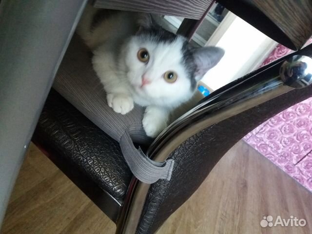 Продам котенка скоттиш-страйт