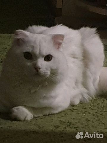 Вязка шотландский прямоухий котик