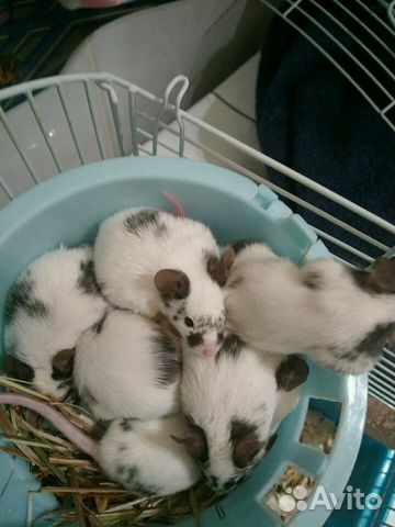 Мышата в добрые руки