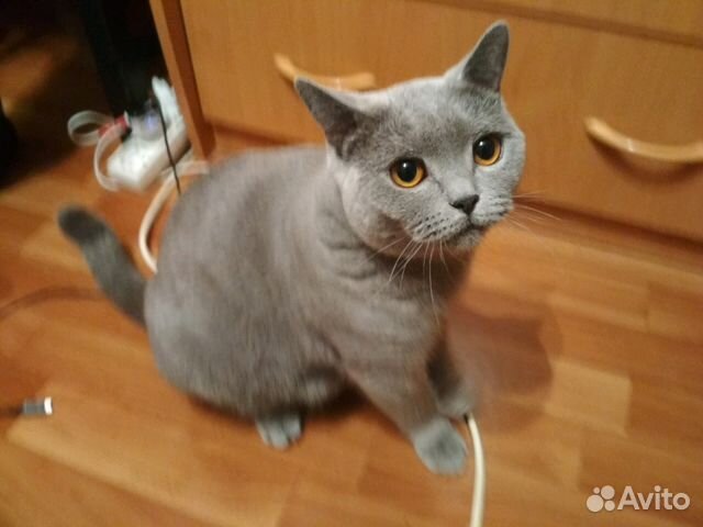 Британская