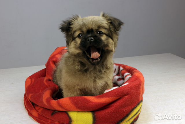 Помесь пекинеса в хорошие руки