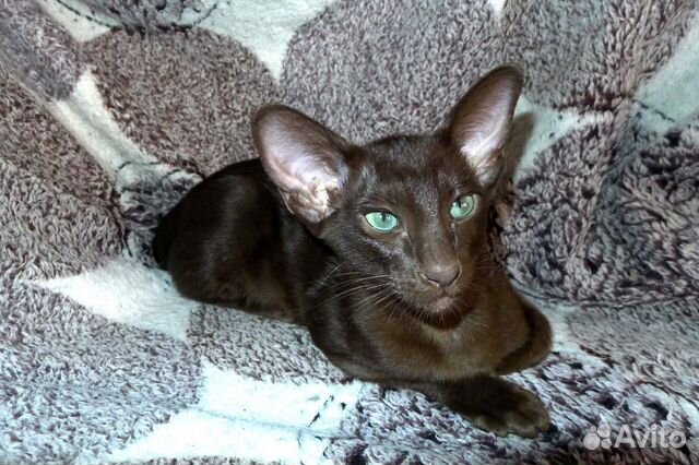Ориентальный котенок