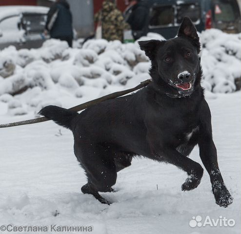 В добрые руки