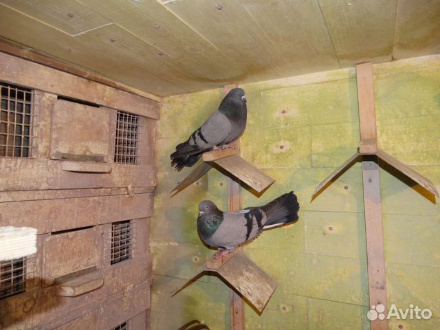 Голуби Курские Николаевские