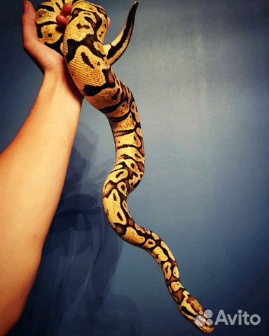 Змея Королевский питон Pastel Vanilla самец. 1100г