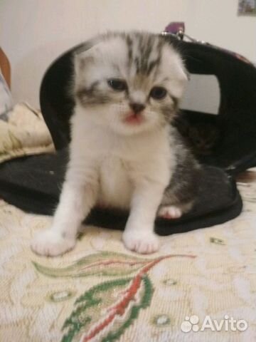 Шотландская