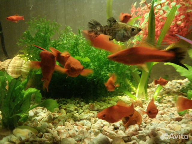 Аквариум