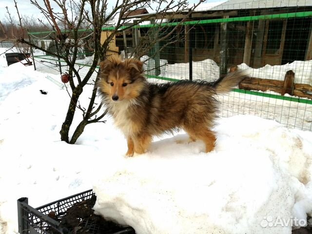 Шелтяшки-милашки