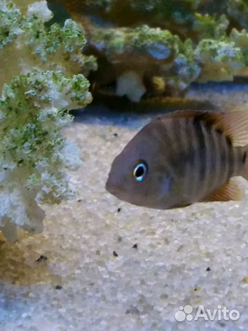 Цихлазома Седжика