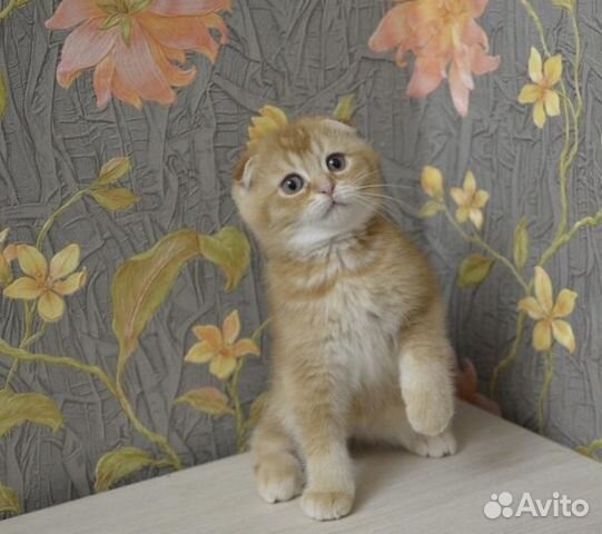 Шотландский котенок от чемпионов с подарком