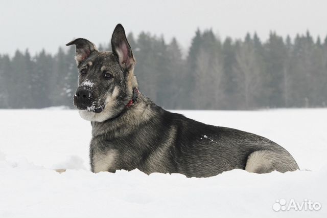 Умный, статный щенок подросток в лучшие руки