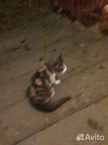 Трехцветные котята