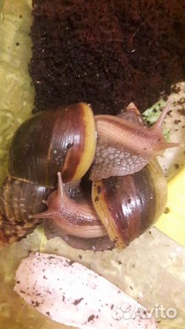 Улитка ахатина