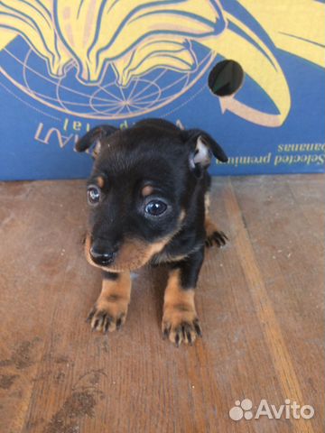 Продам щенков русский той