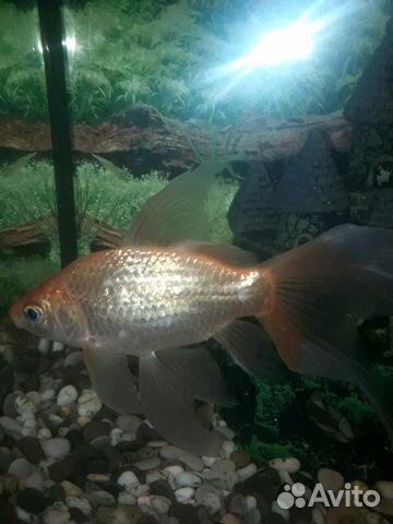 Рыбка золотая с сомиком