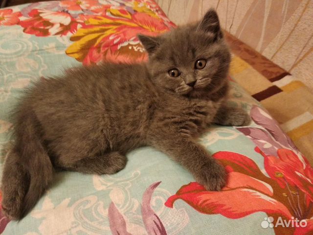 Продам шотладскую кошечку