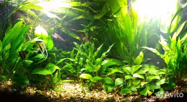 Аквариумные растения