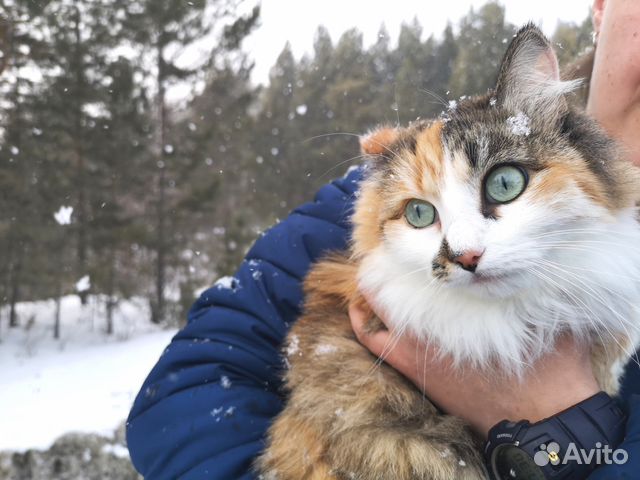 Кошка Дарья 3 года Стерилизована и привита.Привезу