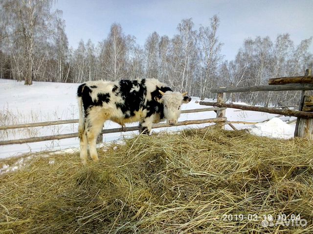 Продам бычка