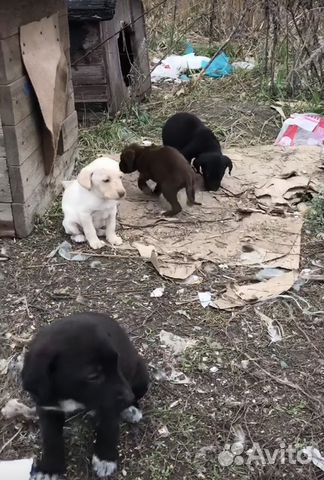 Щенки