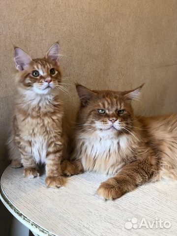 Мейн-кун котики красный мрамор