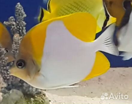 Рыба-бабочка (Гемитаурихт пирамидальный)