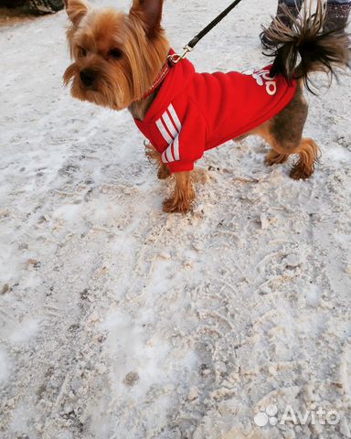 Вязка, Йоркширский терьер