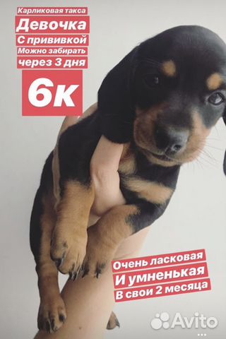 Такса