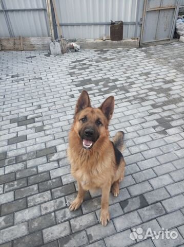 Вязка. Овчарка. Кобель 3 года