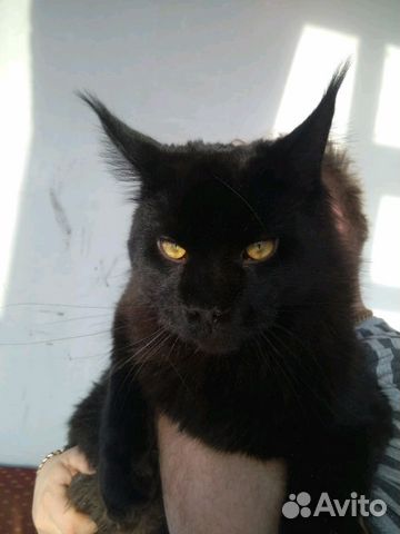 Роскошный, огромный чёрный лунный котик-подросток