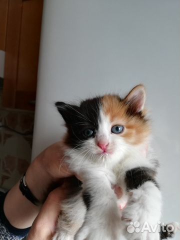 Отдам котенка в хорошие руки