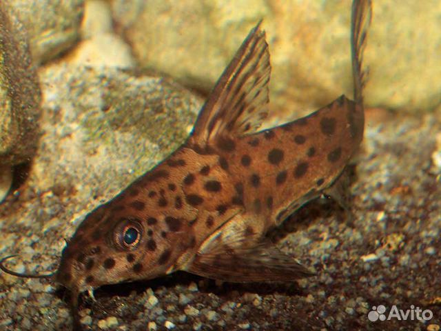 Синодонтис