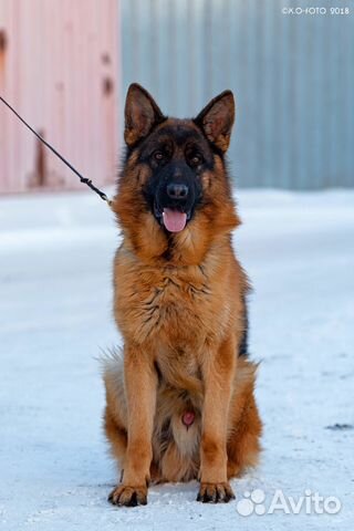 Обученная Немецкая овчарка кобель 20 мес