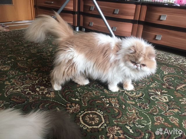 Продам персидскую кошечку