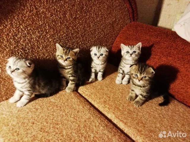 Котята британской породы