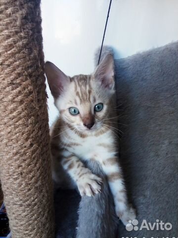 Бенгальские котята