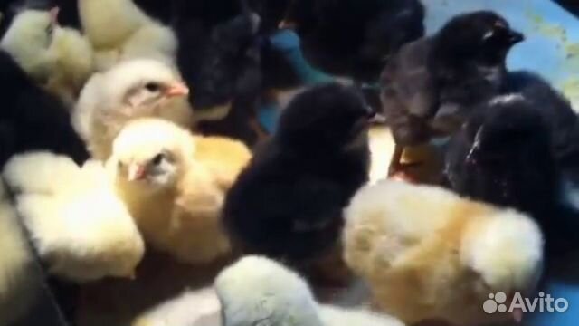 Петушки яичной породы