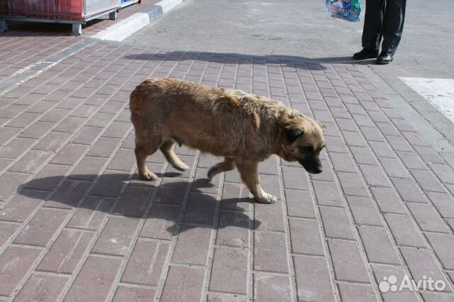 Собачка коротколапик