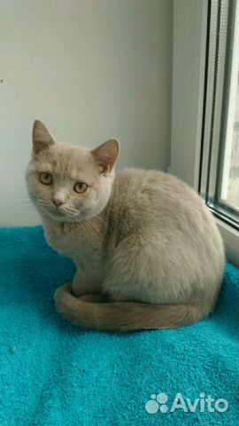 Британская кошечка окраса фавн 10 мес