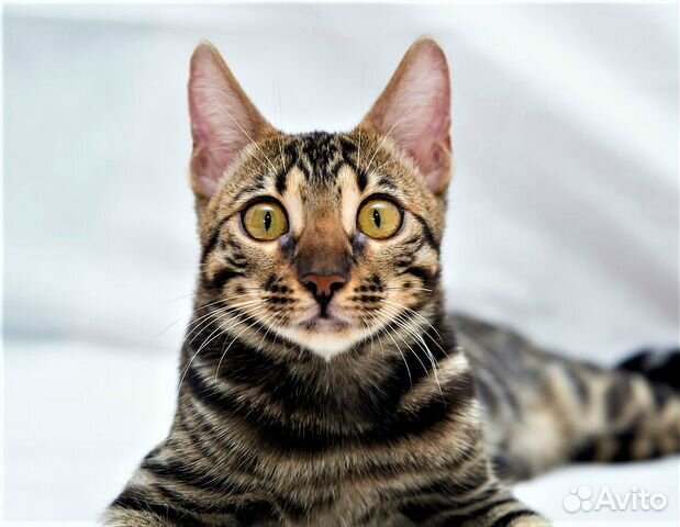 Питомник бенгальских кошек GoldyCat