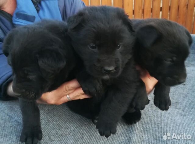 Классные щеночки