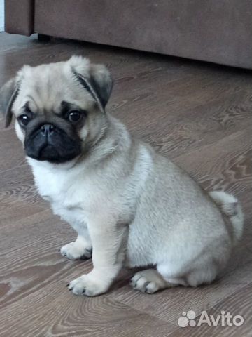 Мопсочка с документами РКФ