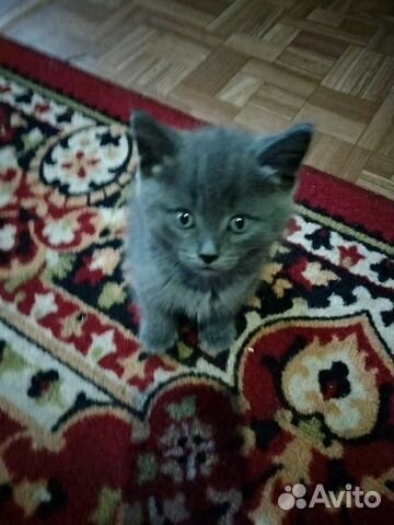 Котенок британец