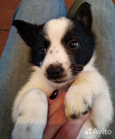 Отдам в добрые руки