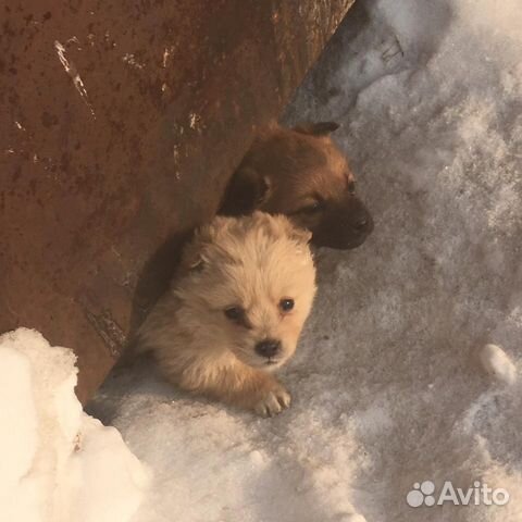 Щенки хотят домой